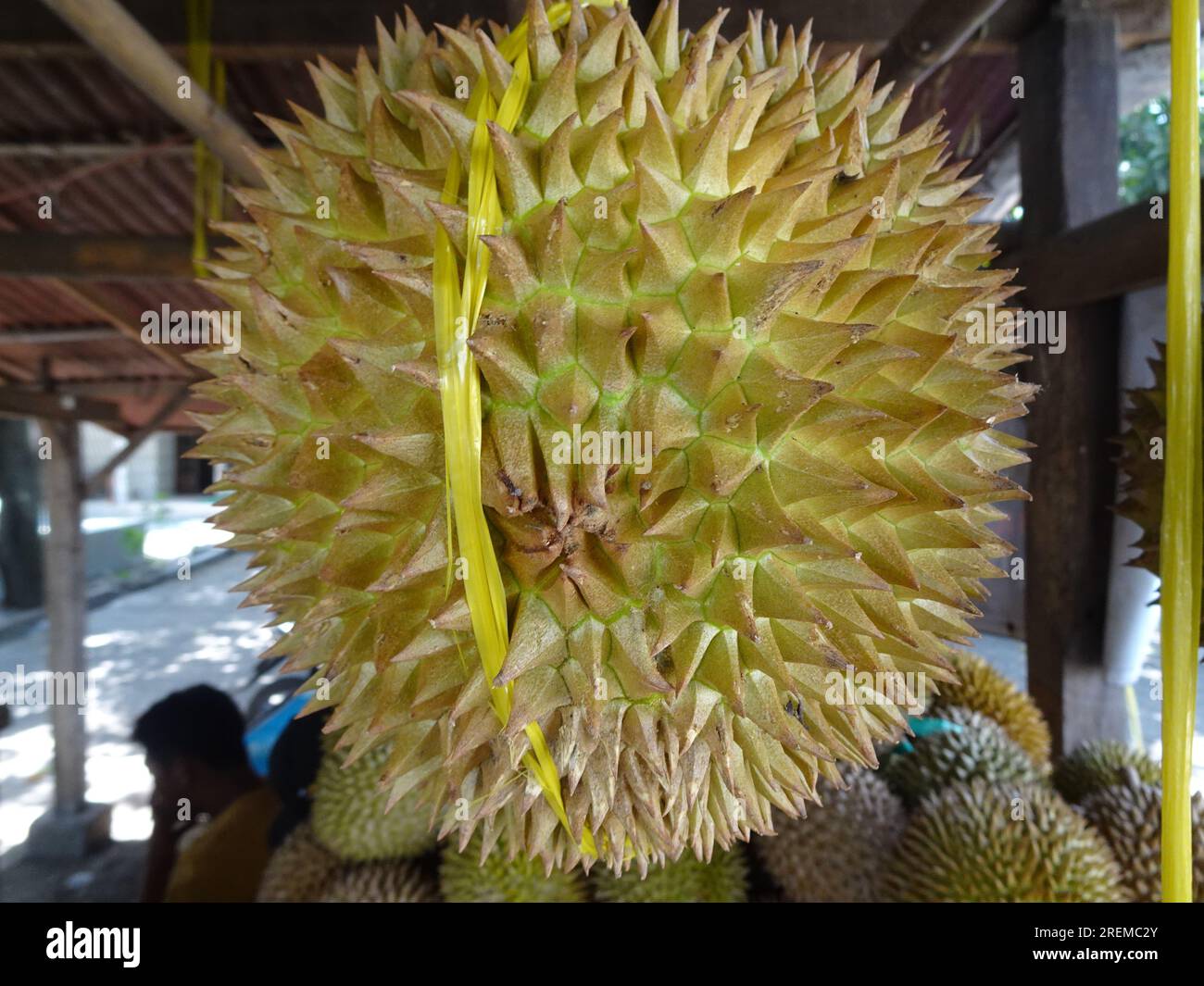 Yellow durian king fruits hi-res stock photography and images - Alamy