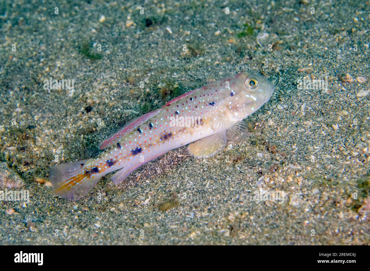 Triplespot goby hi-res stock photography and images - Alamy