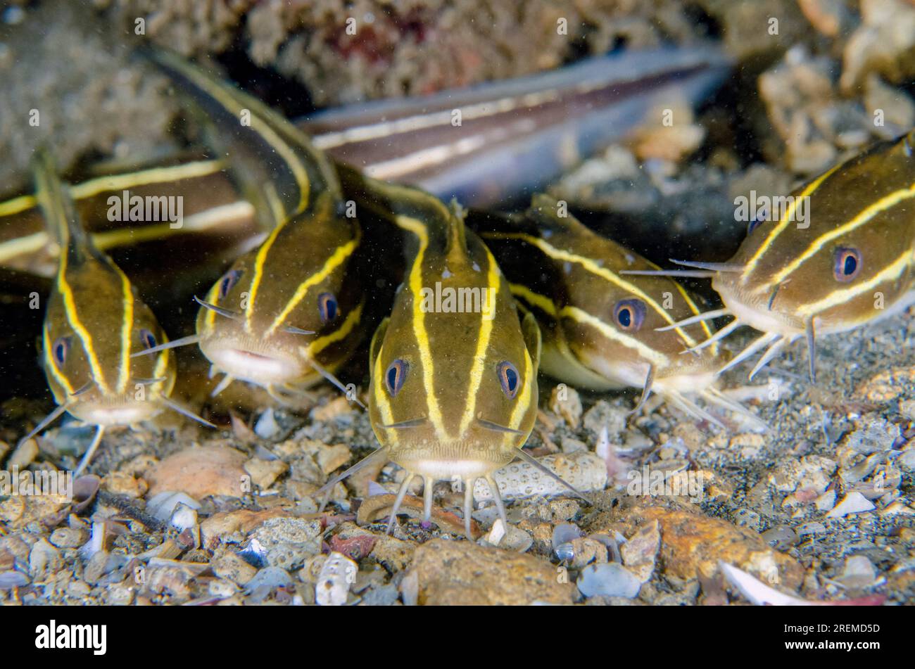 Secret eel hi-res stock photography and images - Alamy
