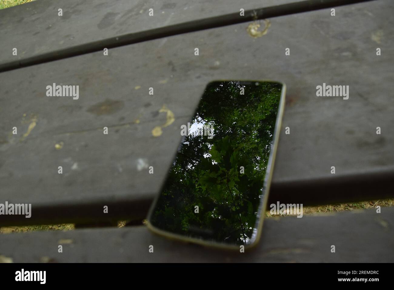 Reflection of tree branches on a smartphone screen Stock Photo - Alamy