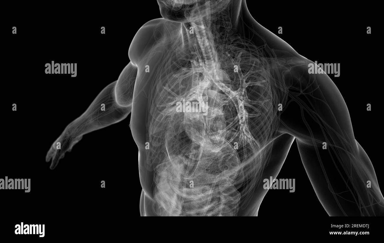 Thorax anatomy Black and White Stock Photos & Images - Alamy