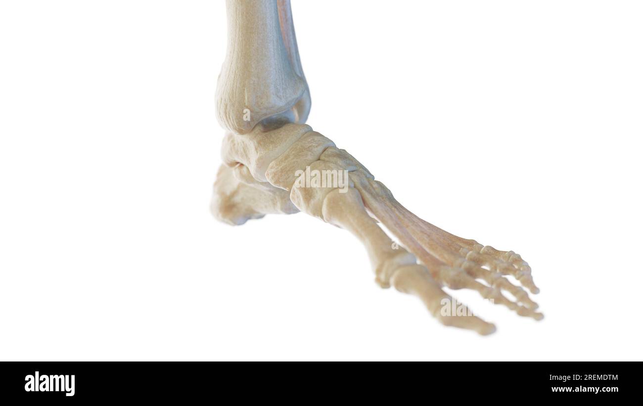 Skeletal anatomy of the foot, illustration Stock Photo - Alamy