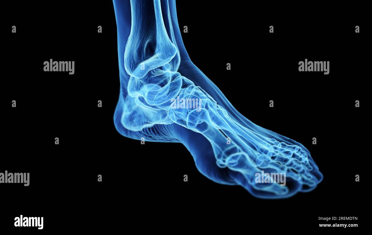 Skeletal anatomy of the foot, illustration Stock Photo - Alamy