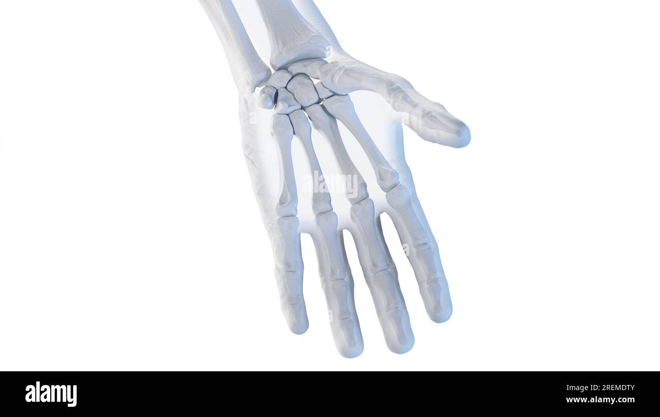 Distal carpal bones Cut Out Stock Images & Pictures - Alamy
