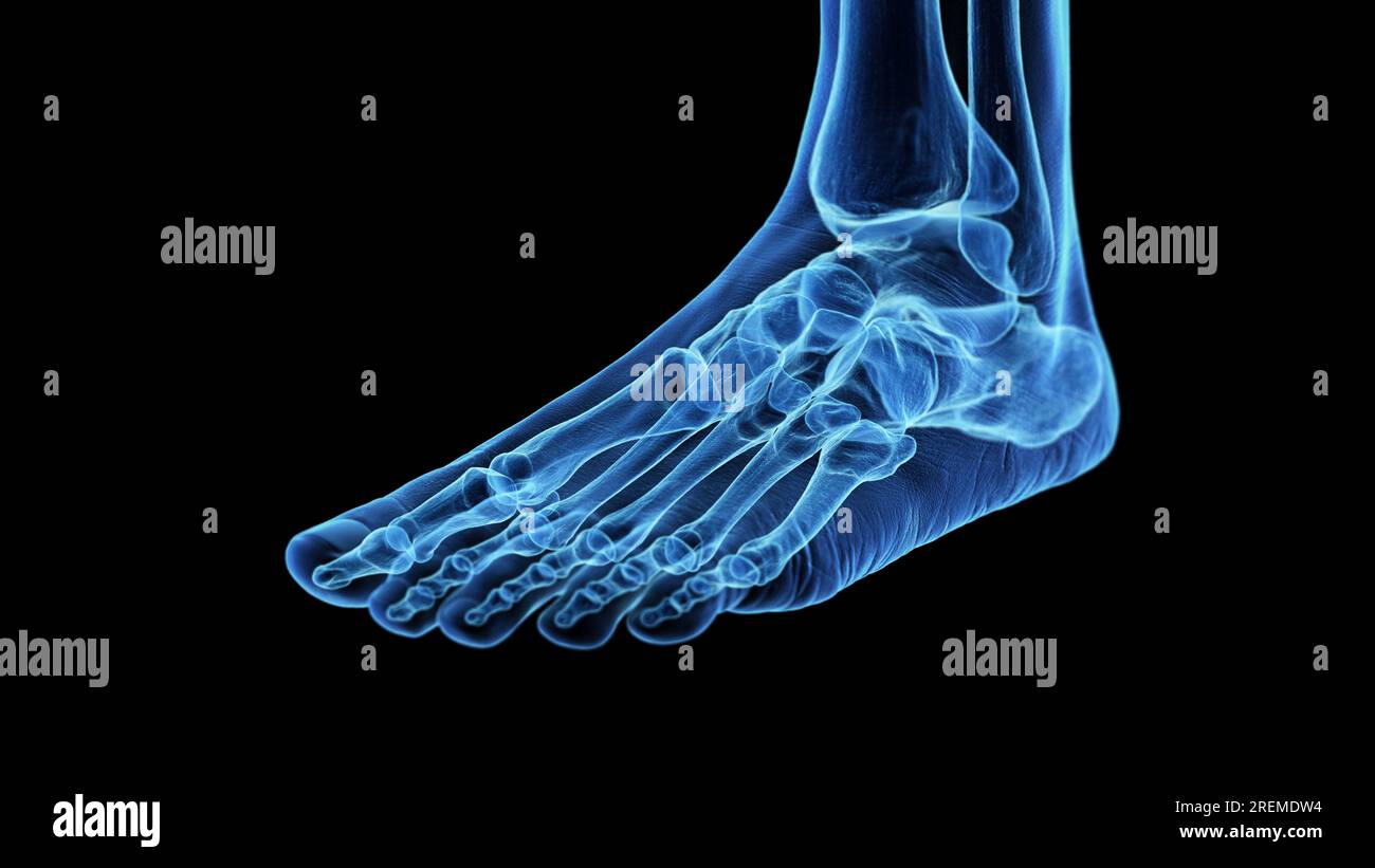 Skeletal anatomy of the foot, illustration Stock Photo - Alamy