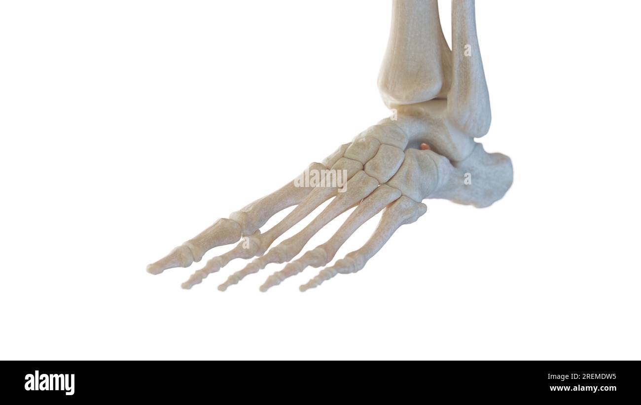 Skeletal anatomy of the foot, illustration Stock Photo - Alamy