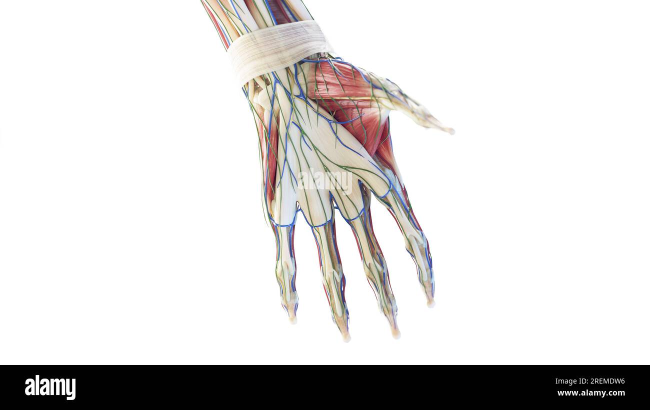 Arteries of hand Cut Out Stock Images & Pictures - Alamy