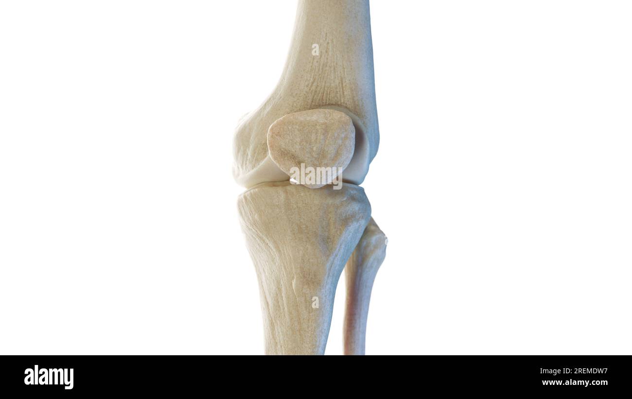Anterior anatomy of the knee hi-res stock photography and images - Alamy