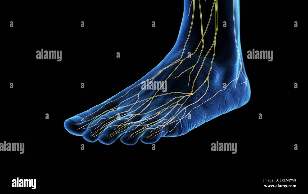 Nerves of the foot, illustration Stock Photo - Alamy