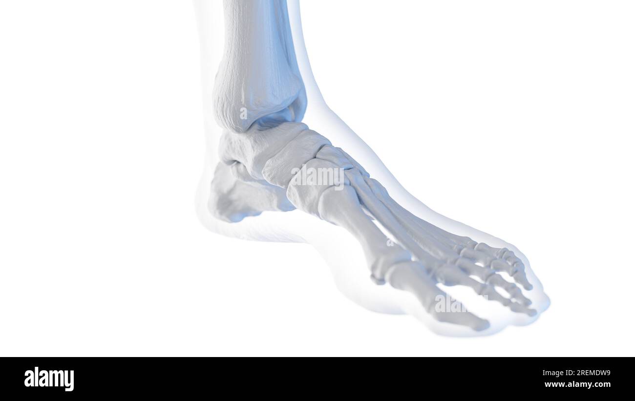 Skeletal anatomy of the foot, illustration Stock Photo - Alamy