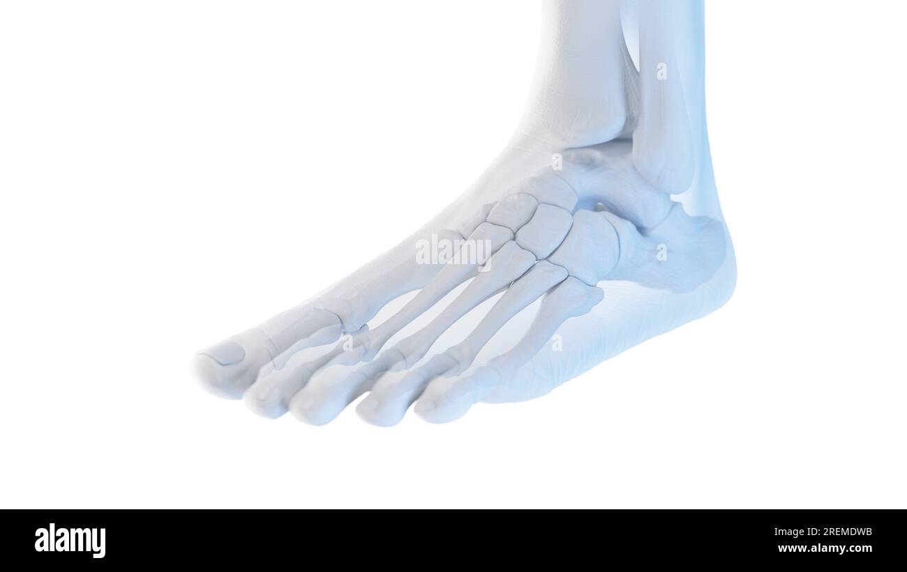 Skeletal anatomy of the foot, illustration Stock Photo - Alamy