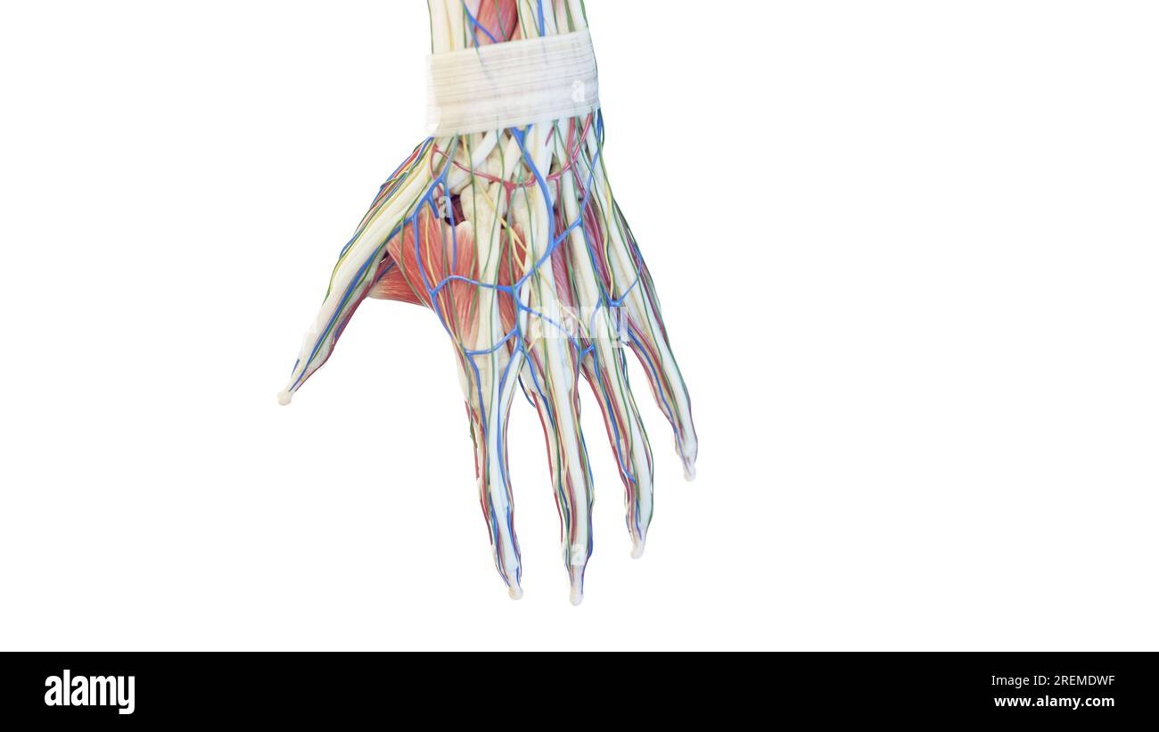 Anatomy of the hand, illustration Stock Photo - Alamy