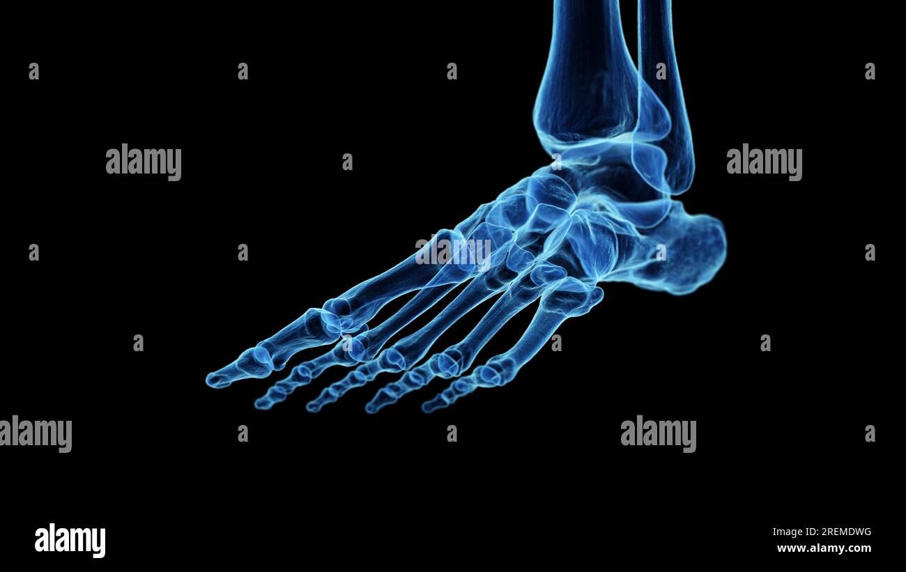 Skeletal anatomy of the foot, illustration Stock Photo - Alamy