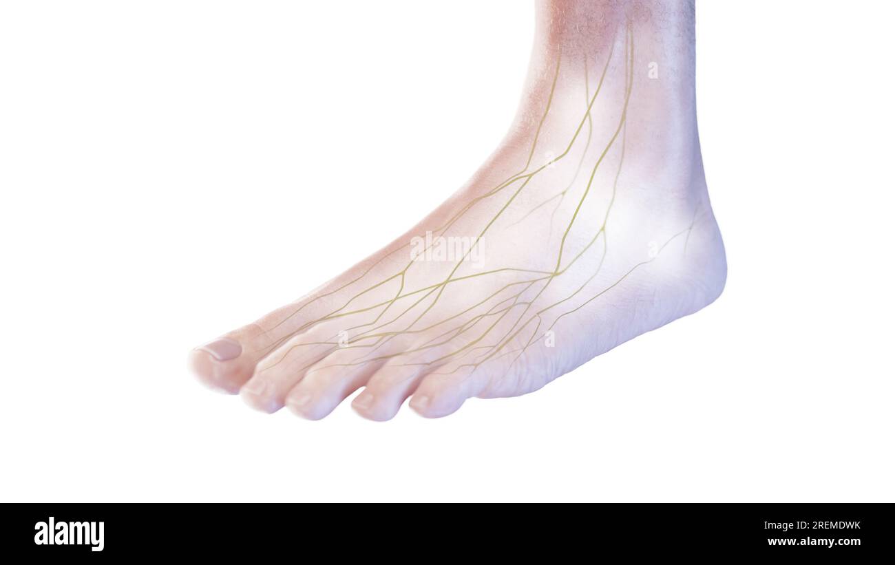 Nerves Of The Foot Clipart Etc