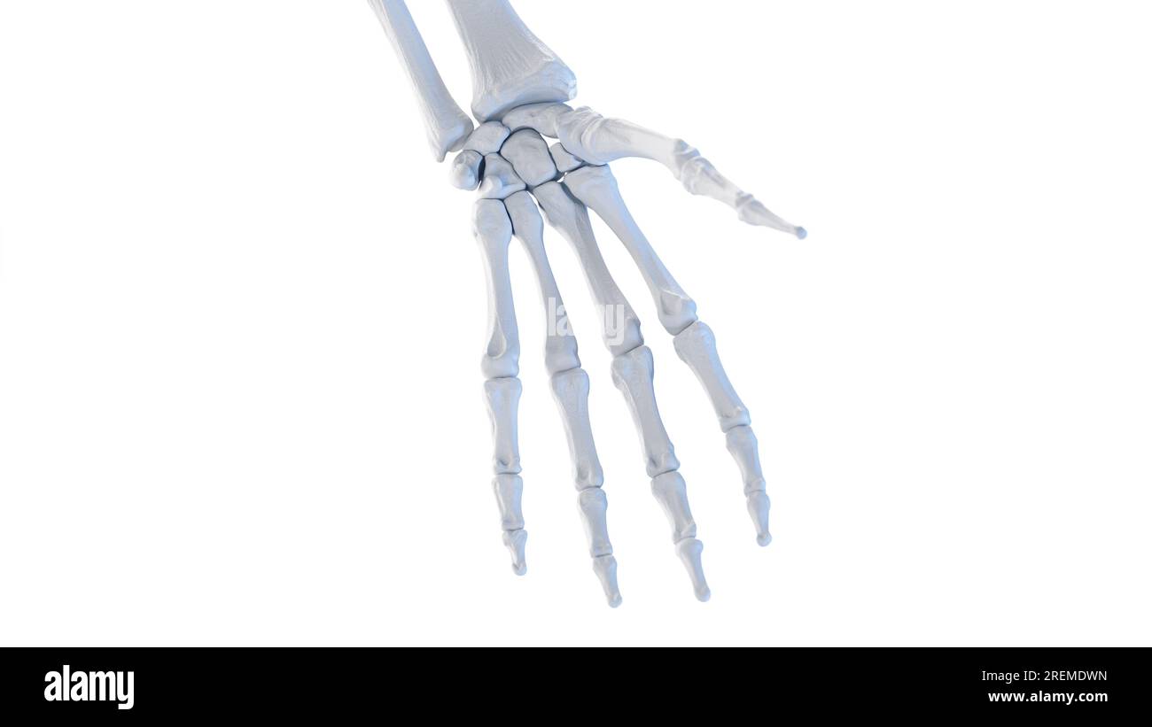 Human wrist bones Cut Out Stock Images & Pictures - Alamy
