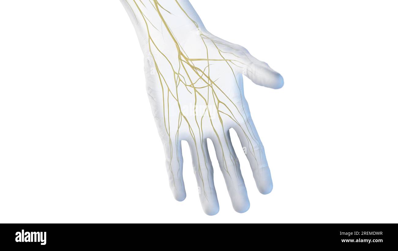 Nerves of the hand, illustration Stock Photo - Alamy