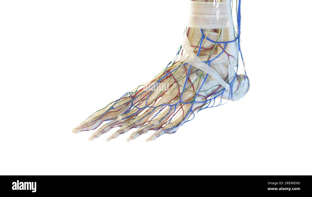 Human foot arteries veins hi-res stock photography and images - Alamy