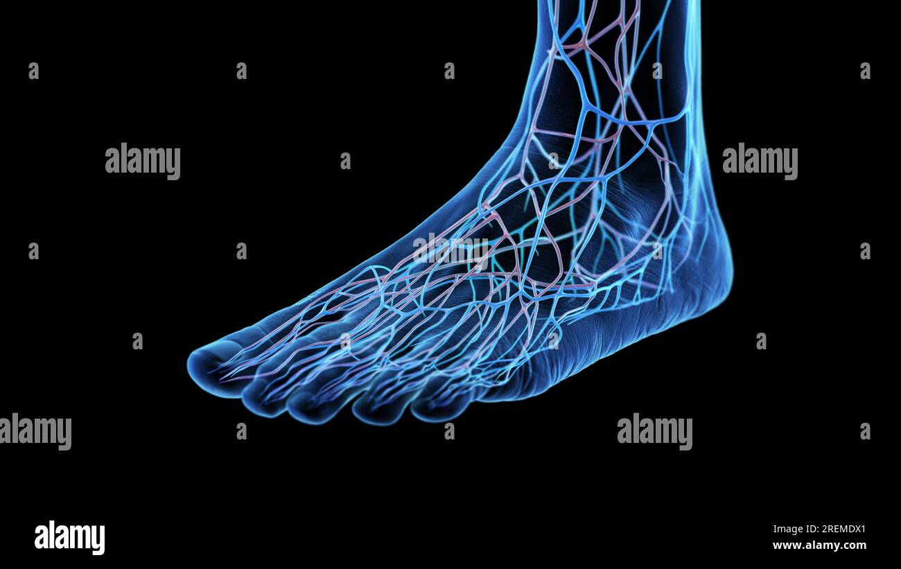 Blood vessels of the foot, illustration Stock Photo - Alamy