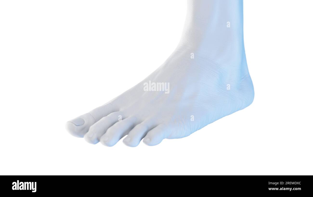 Male foot, illustration Stock Photo - Alamy