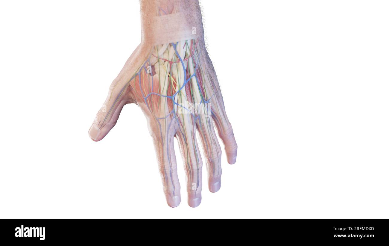 Anatomy of the hand, illustration Stock Photo - Alamy