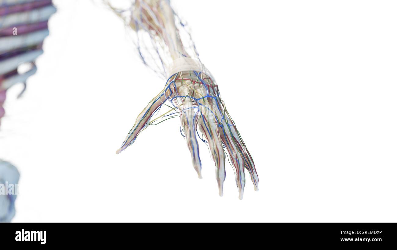 Hand anatomy, illustration Stock Photo - Alamy