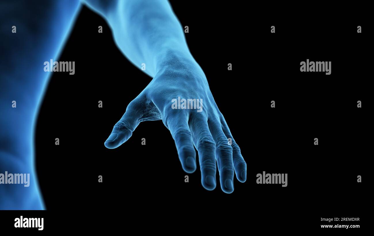 Anatomy back human hand hi-res stock photography and images - Alamy