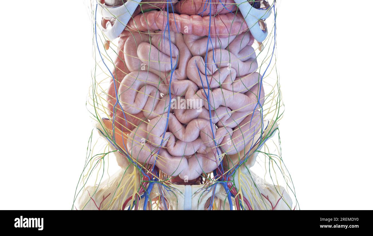 Abdominal organs, illustration Stock Photo - Alamy