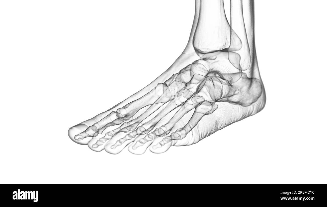 Skeletal anatomy of the foot, illustration Stock Photo - Alamy