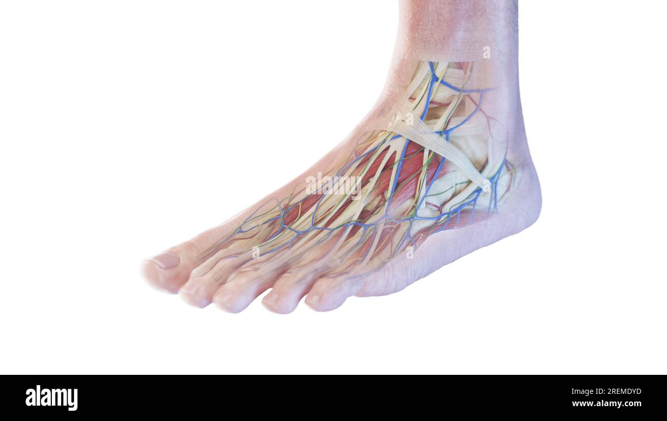 Human foot arteries veins hi-res stock photography and images - Alamy