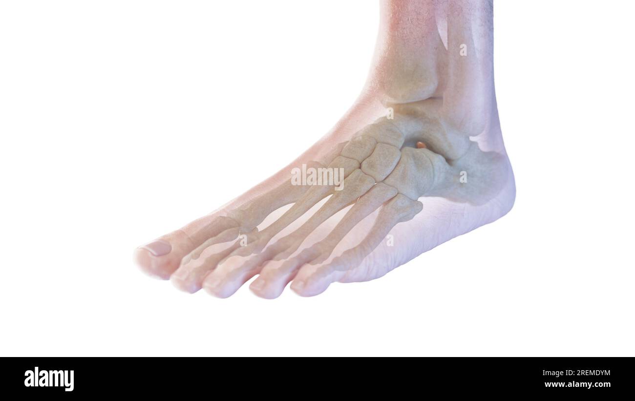 Skeletal anatomy of the foot, illustration Stock Photo - Alamy