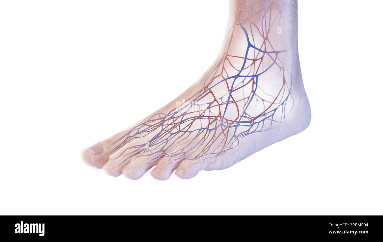 Blood vessels of the foot, illustration Stock Photo - Alamy