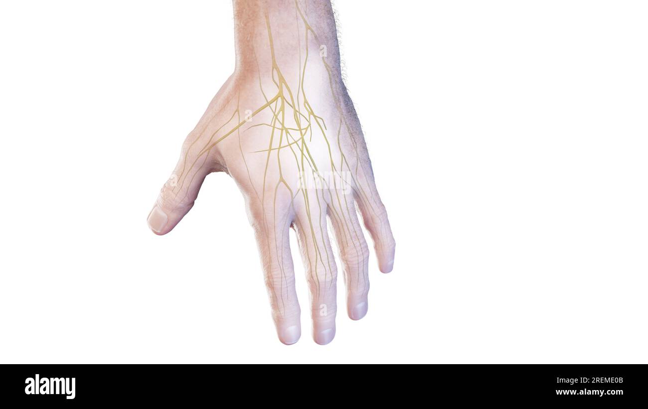 Nerves of the hand, illustration Stock Photo - Alamy