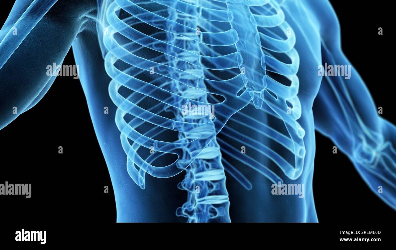 Skeletal thorax, illustration Stock Photo - Alamy