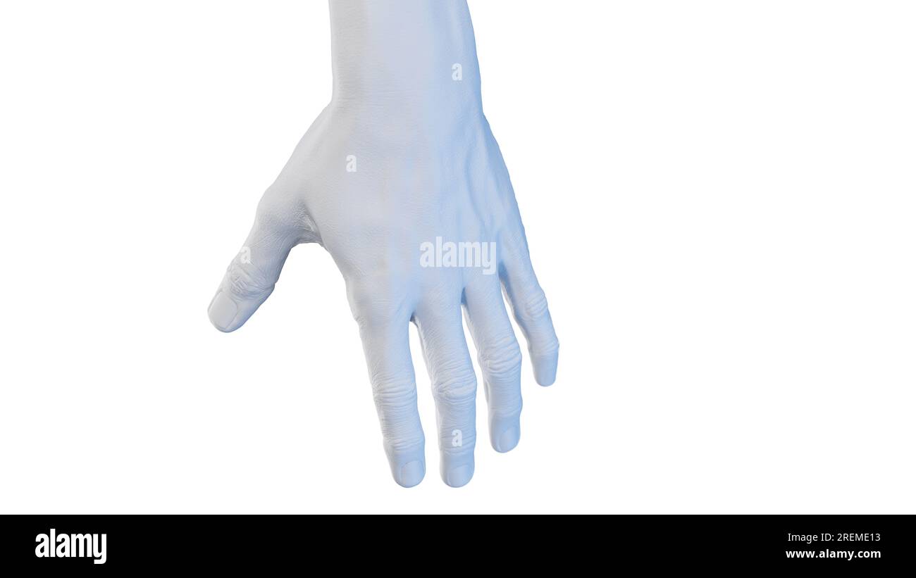 Human hand, illustration Stock Photo - Alamy
