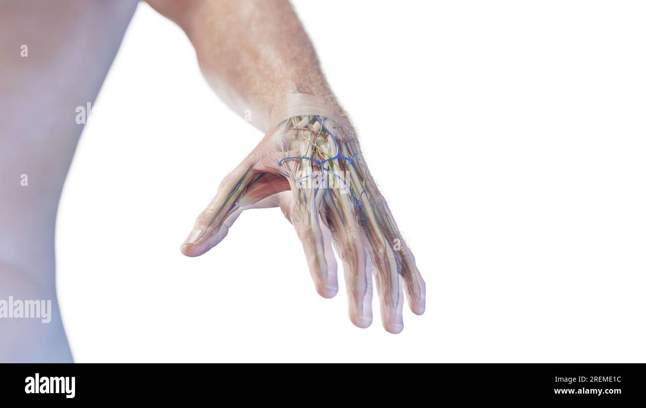 Anatomy of the hand, illustration Stock Photo - Alamy
