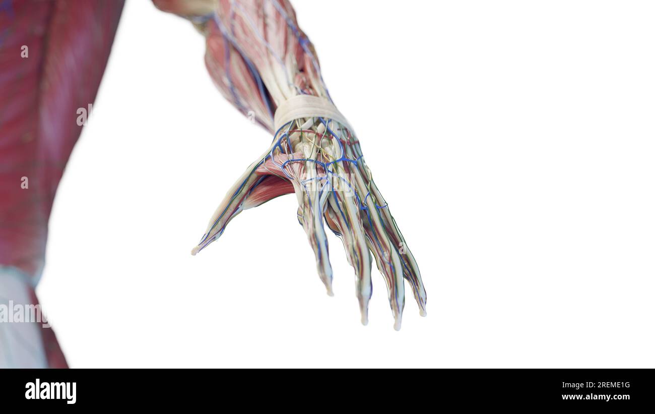 Anatomy of the hand, illustration Stock Photo - Alamy