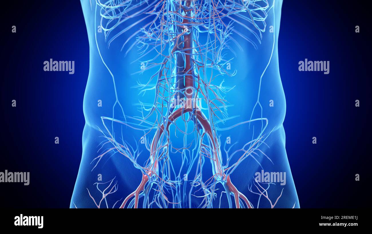 Abdominal blood vessels, illustration Stock Photo - Alamy