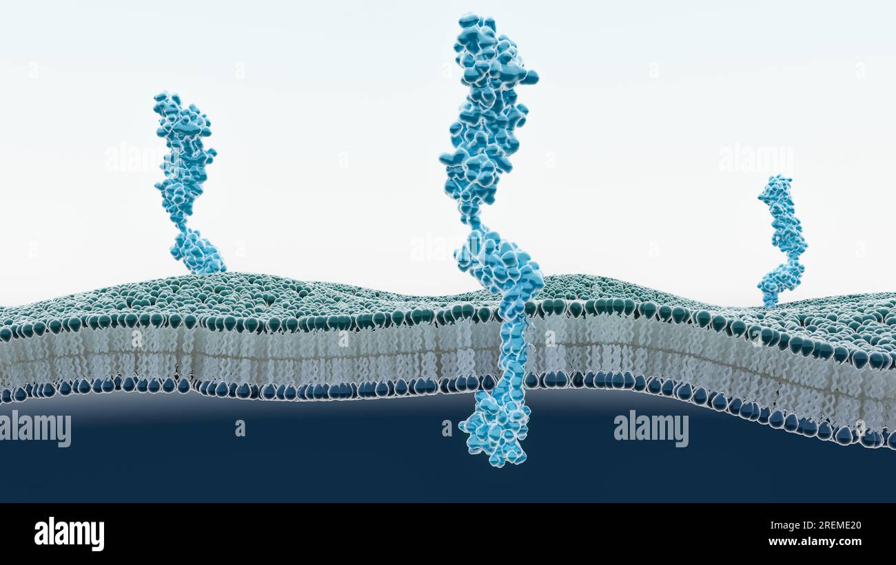 Membrane Receptor Molecules
