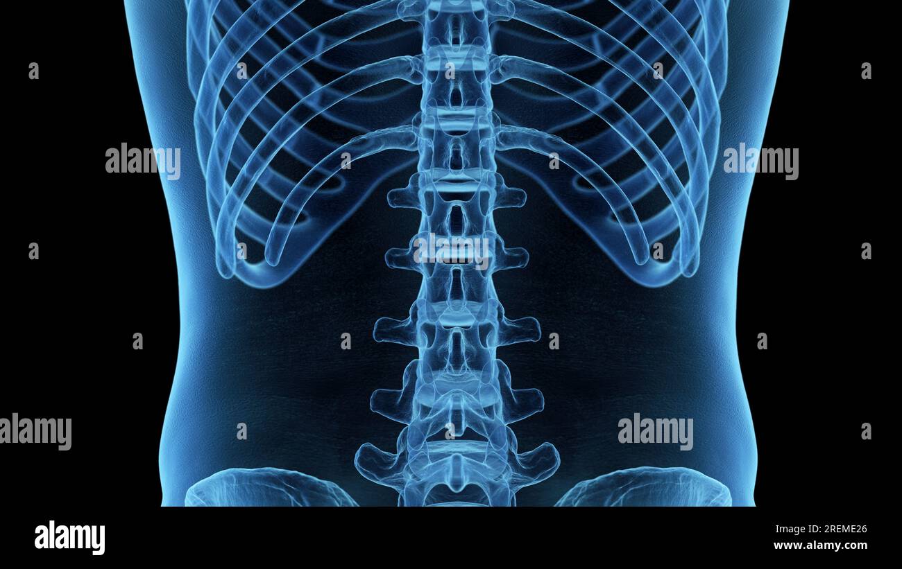 Posterior lumbar spine, illustration Stock Photo - Alamy