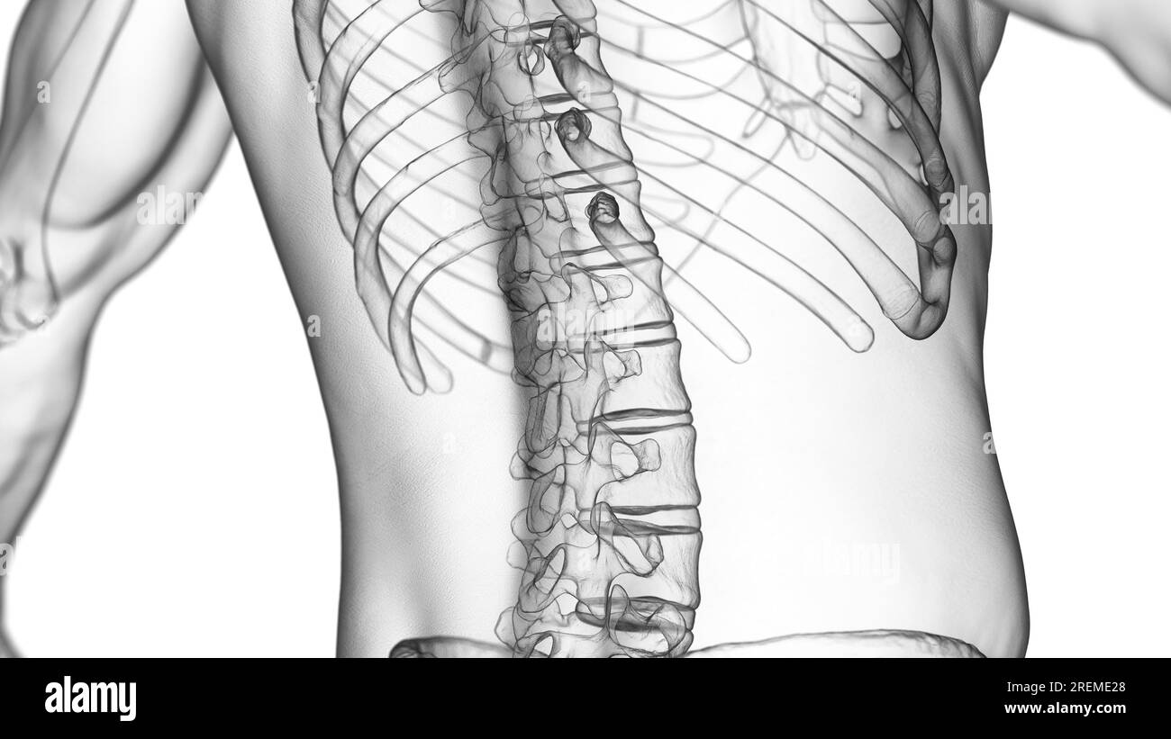 Posterior lumbar spine, illustration Stock Photo - Alamy