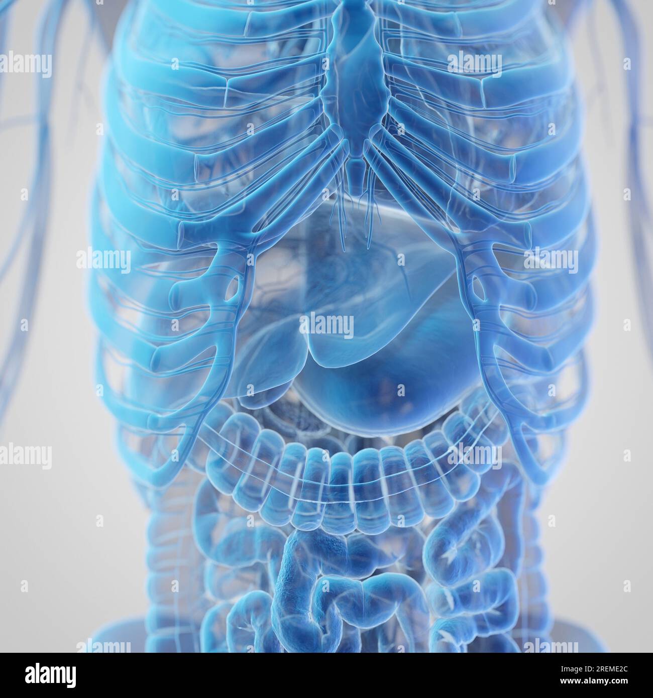 Stomach and liver, illustration Stock Photo - Alamy