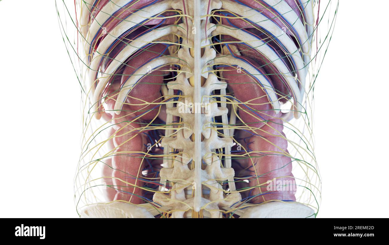 Posterior abdominal anatomy, illustration Stock Photo - Alamy