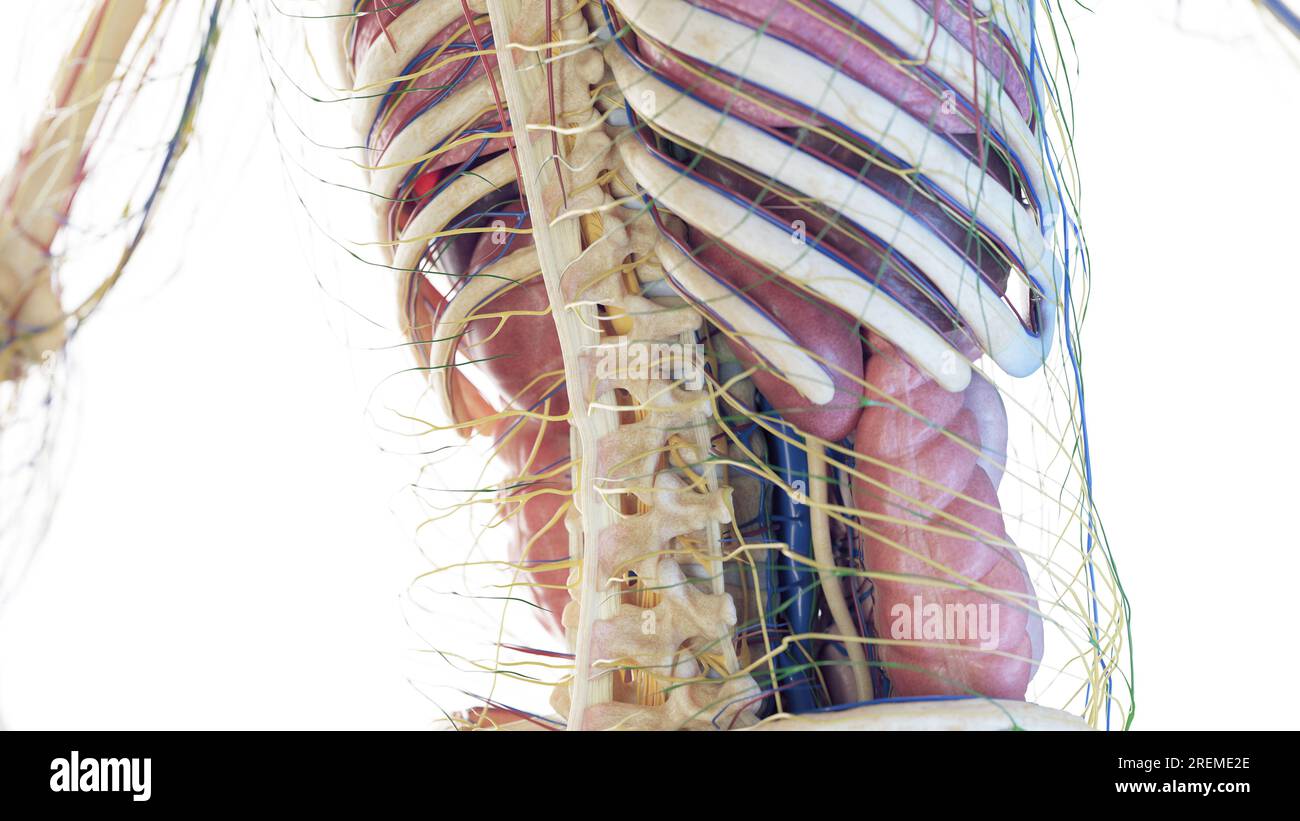 Anatomy Of The Thorax