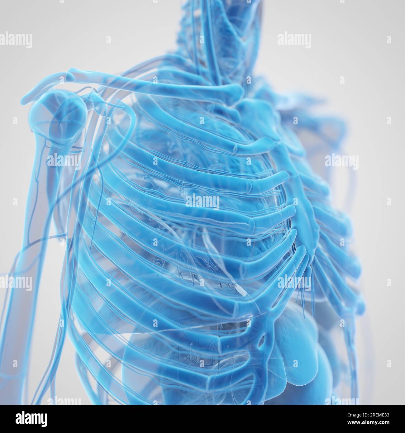 Thorax anatomy, illustration Stock Photo - Alamy