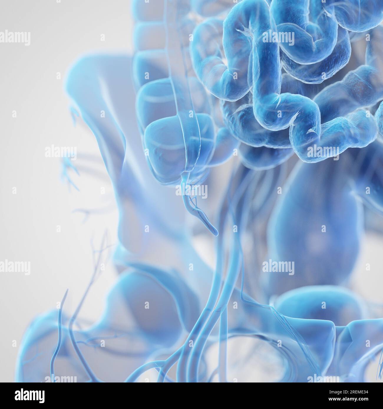 Normal human anatomy appendix colon hi-res stock photography and images ...