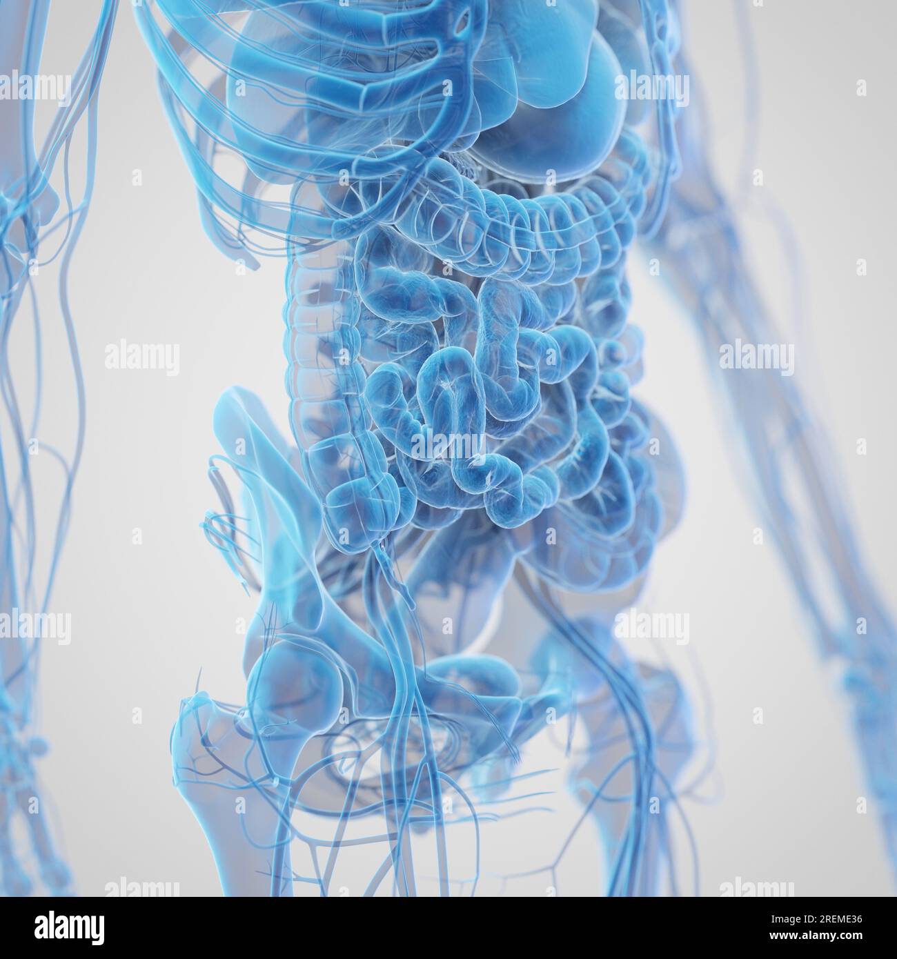Abdominal organs, illustration Stock Photo - Alamy