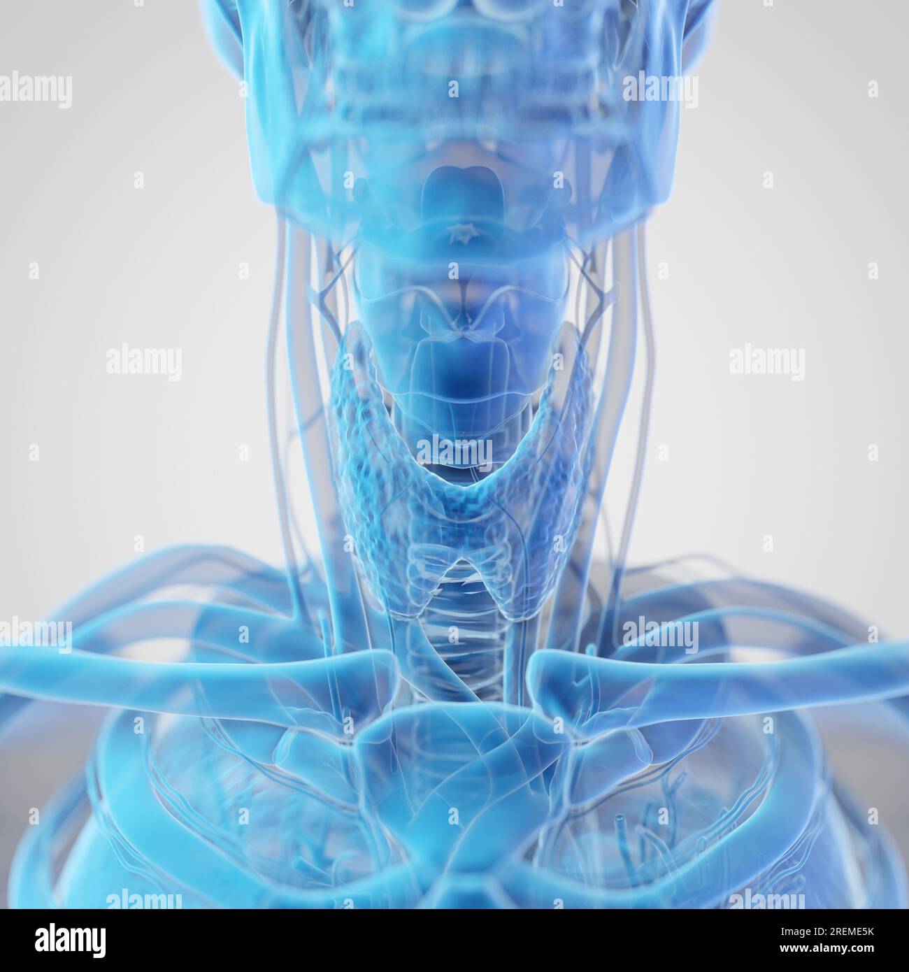 Neck anatomy, illustration Stock Photo - Alamy