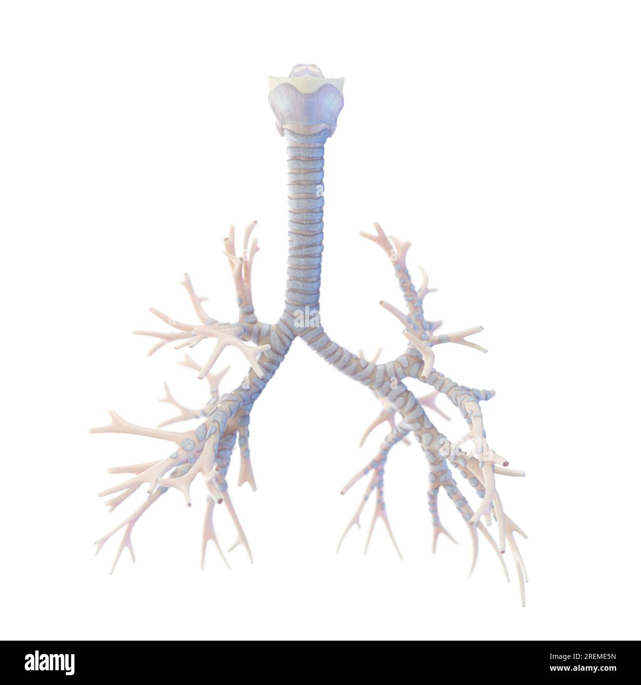 Human bronchi, illustration Stock Photo - Alamy