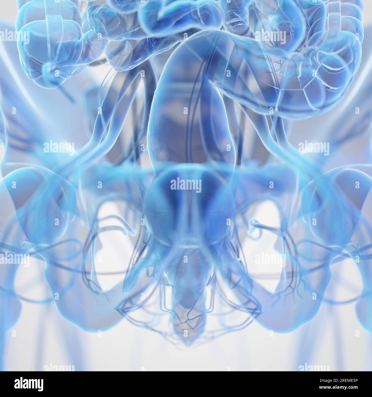Pelvis anatomy, illustration Stock Photo - Alamy