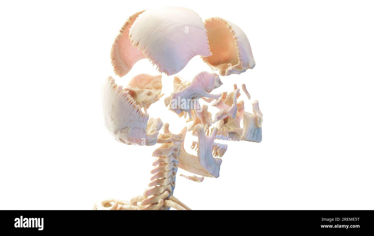 Sectioned human skull, illustration Stock Photo - Alamy